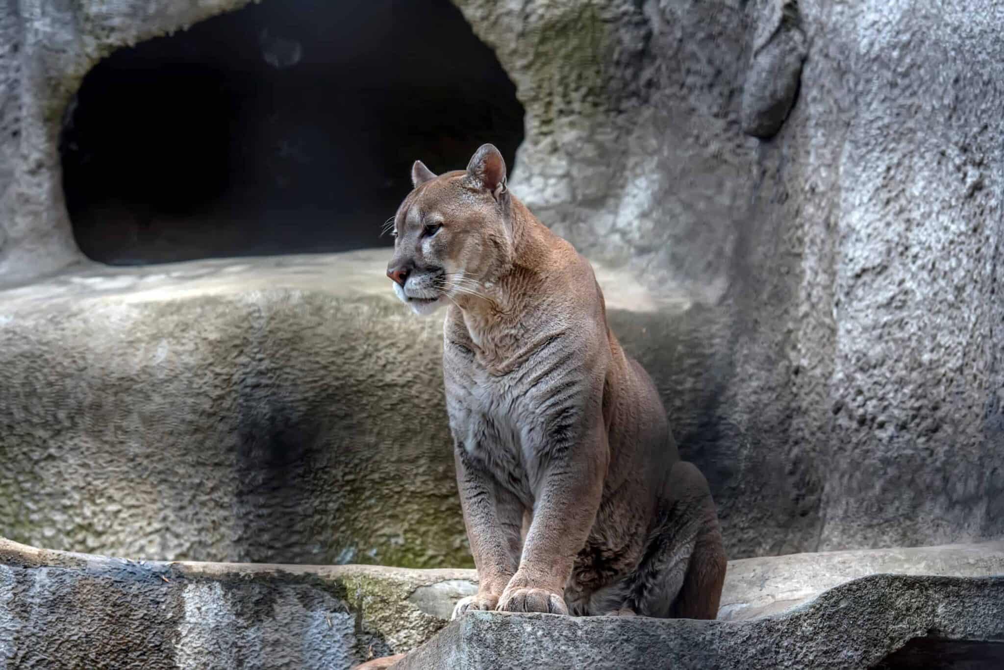 9 Pacific Northwest Zoos My Kids Love (A Parent's Rating...)