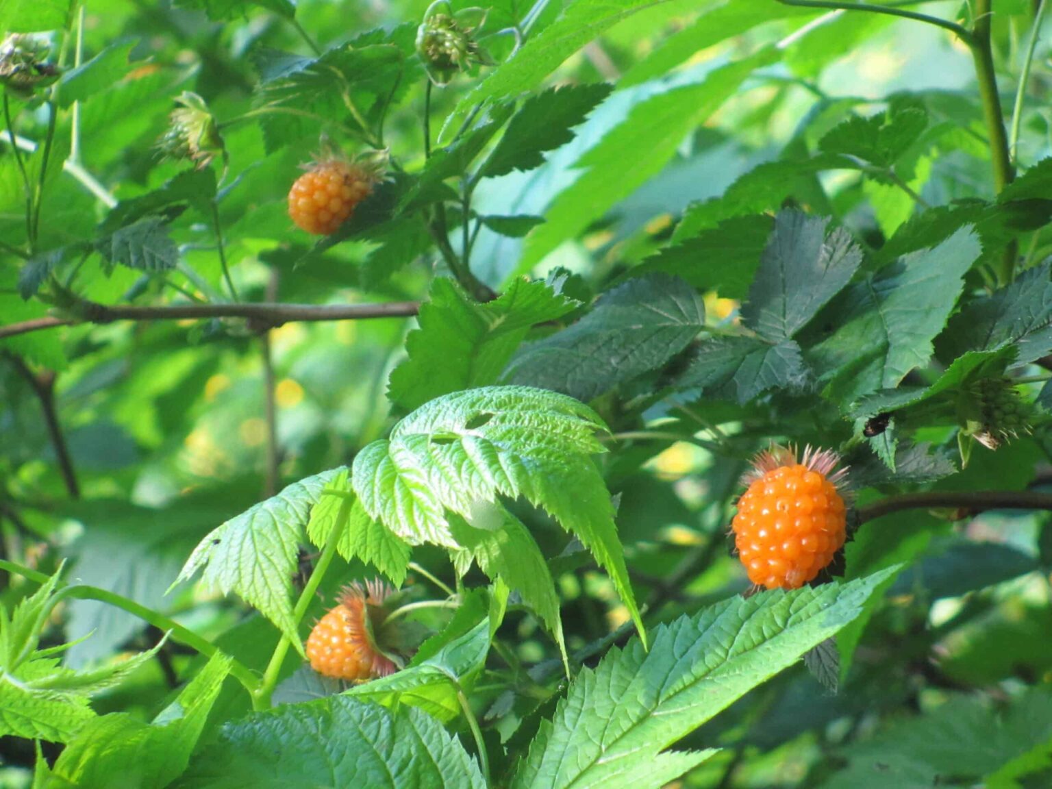 41 Common Edible Plants Of The PNW (Washington & Oregon)