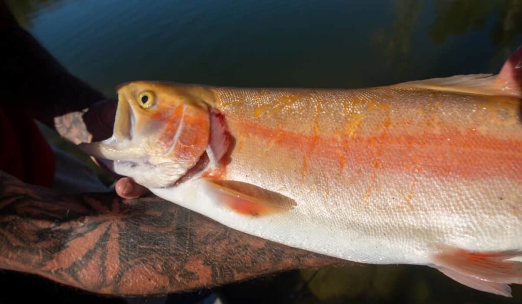 Lightning Trout - What Are They And Where Can I Catch One?