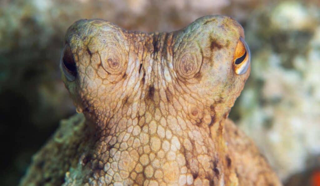 Save The Pacific Northwest Tree Octopus! (How You Can Help)