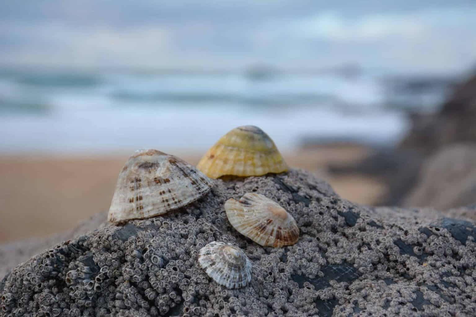 Common Seashells Of The Oregon Coast (Identification Guide)