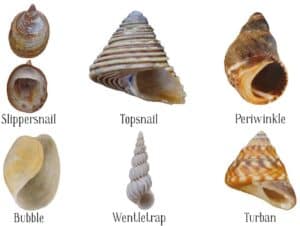 Common Seashells Of The Oregon Coast (Identification Guide)