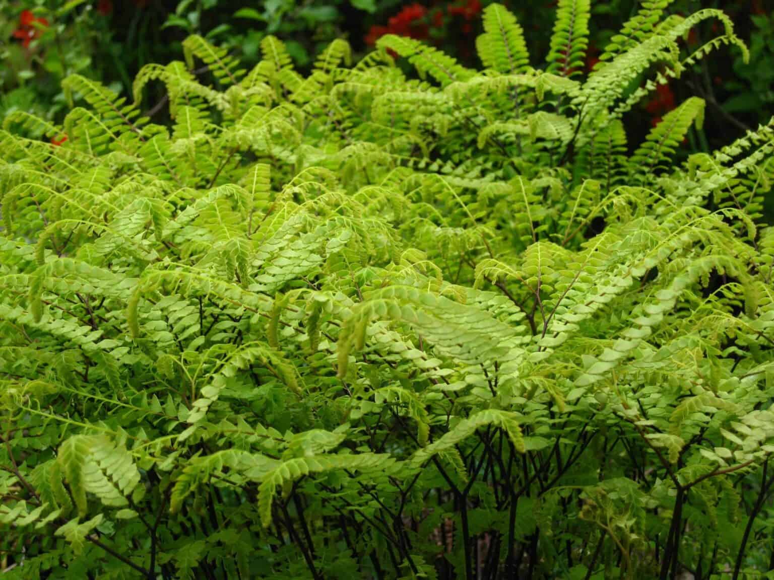 13 Common Native Ferns Of Washington & Oregon (With Pics)