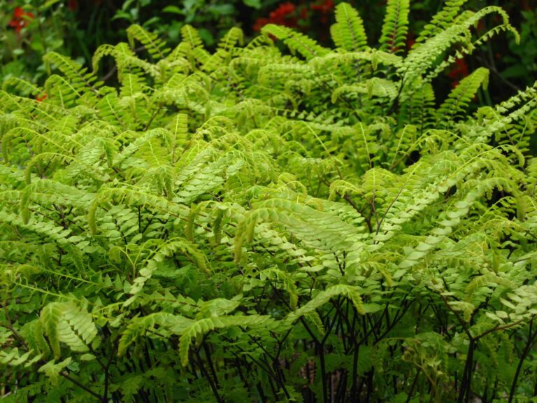 13 Common Native Ferns Of Washington & Oregon (With Pics)