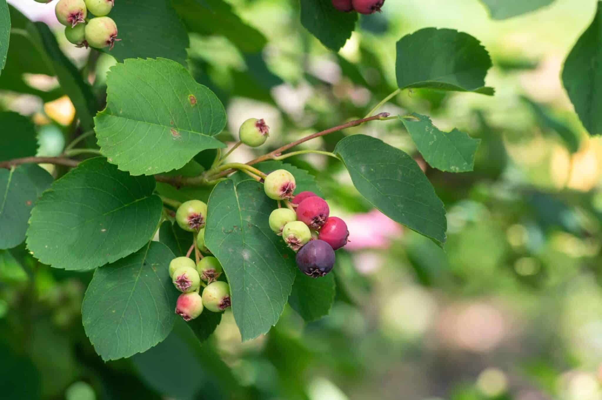 20 Plants Native To The PNW (Perfect For Your Yard & Garden)
