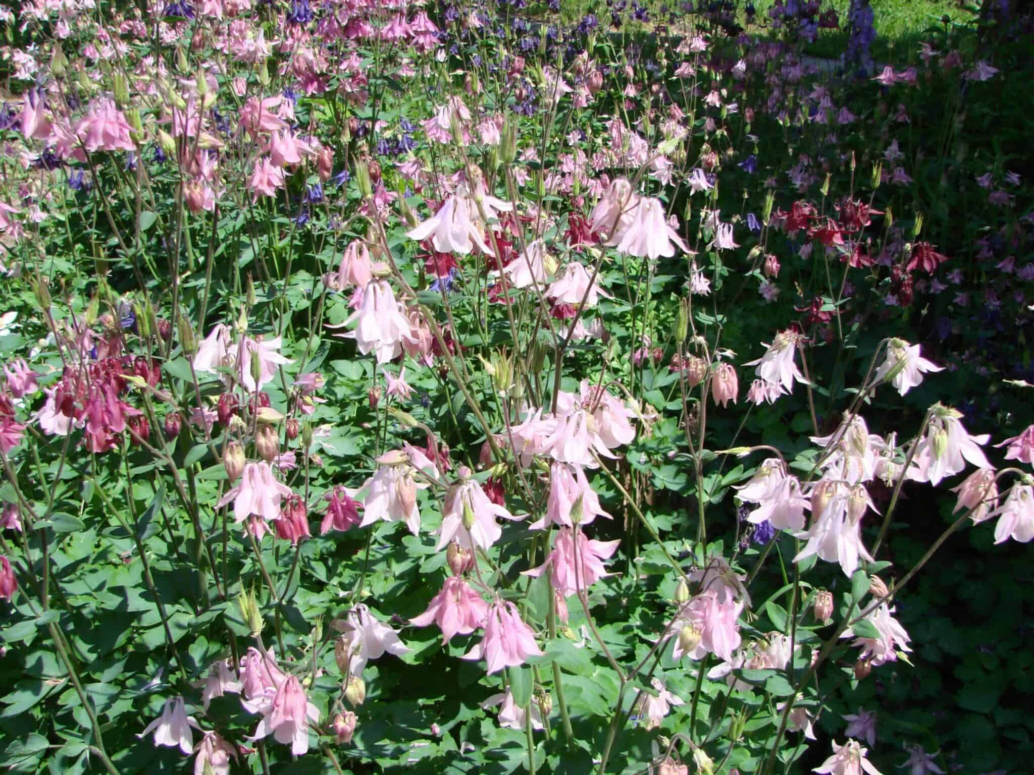 20 Plants Native To The PNW (Perfect For Your Yard & Garden)