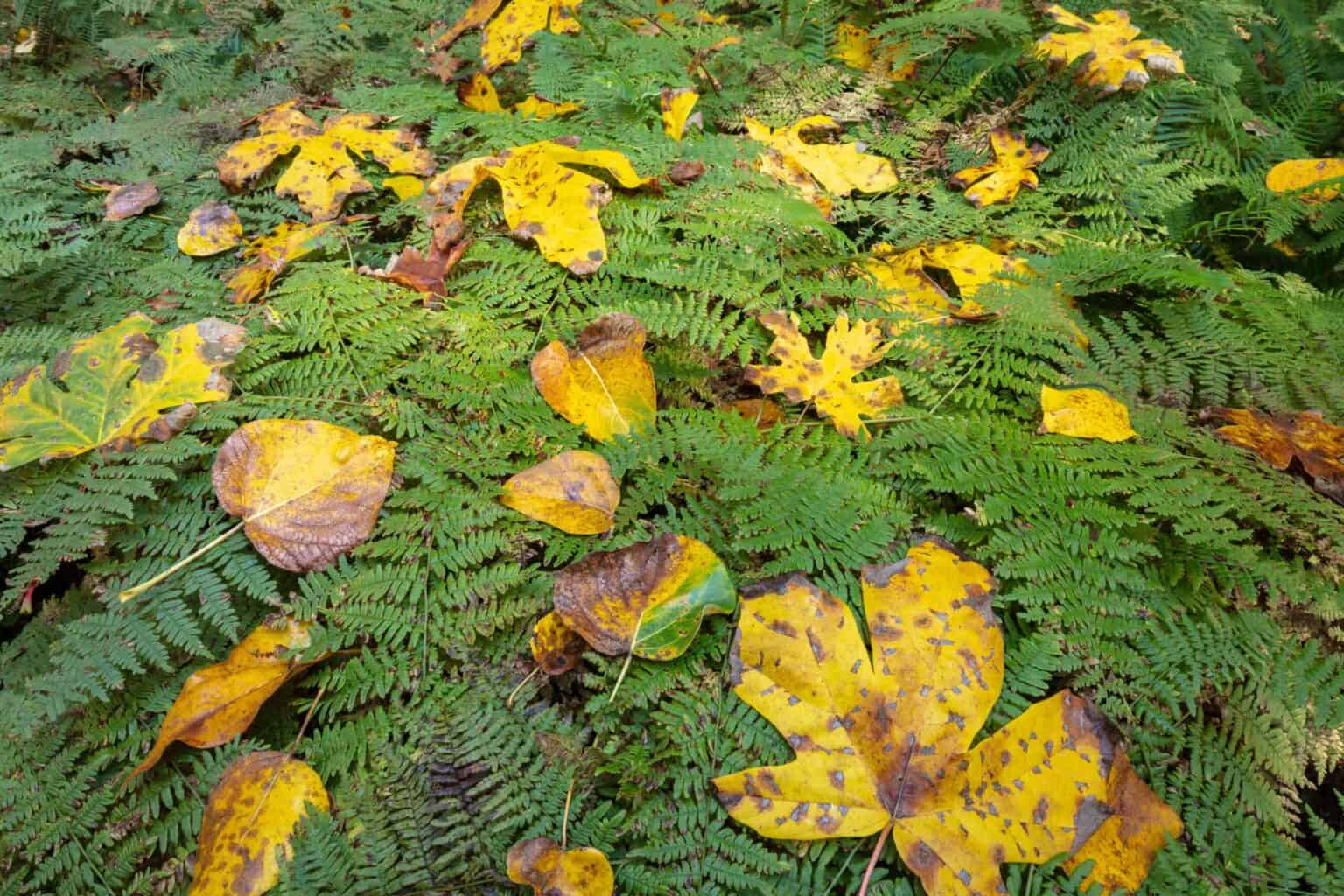 13 Common Native Ferns Of Washington & Oregon (With Pics)