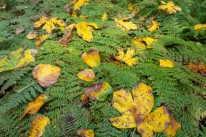 13 Common Native Ferns Of Washington & Oregon (With Pics)
