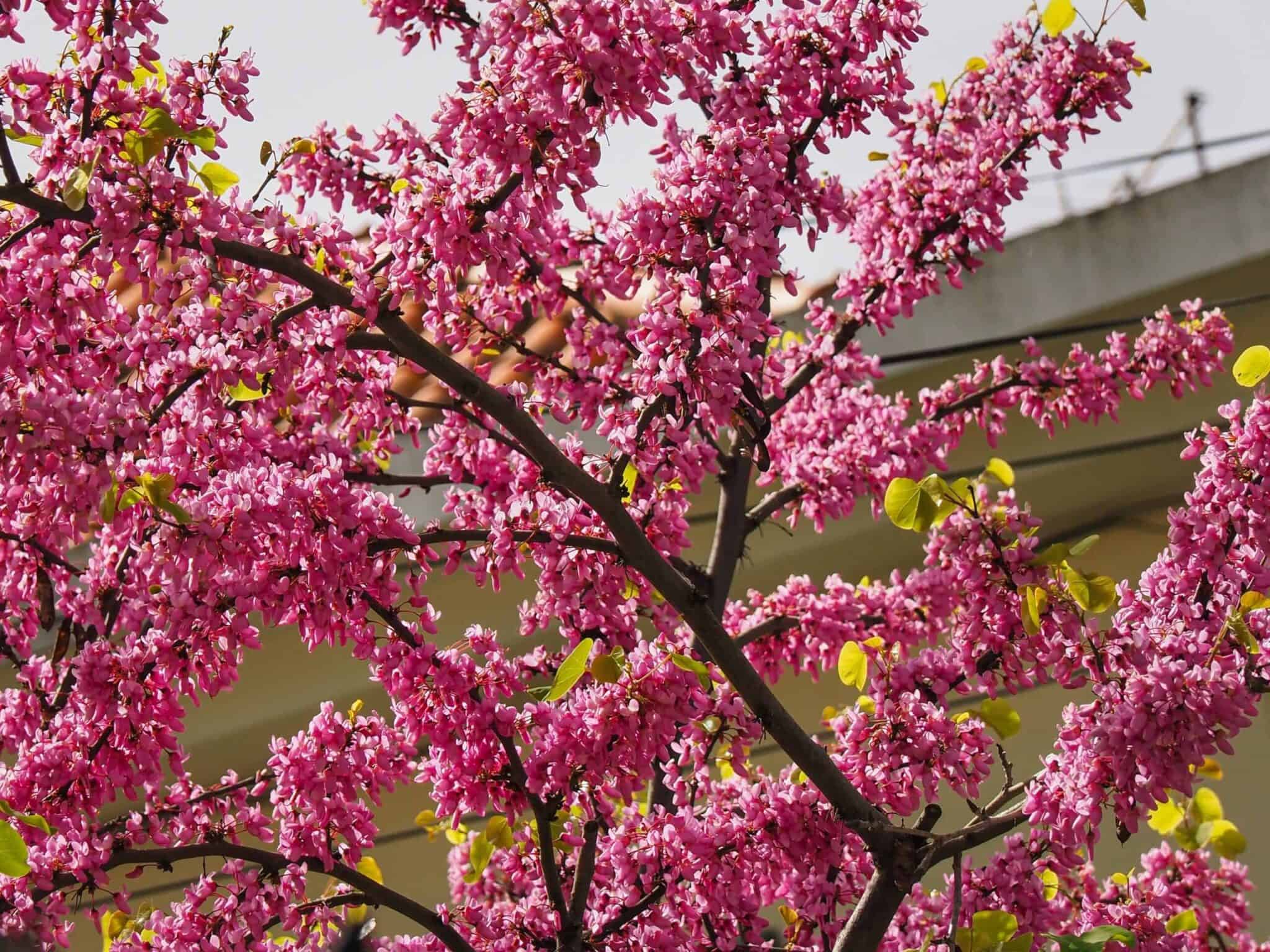20 Plants Native To The PNW (Perfect For Your Yard & Garden)