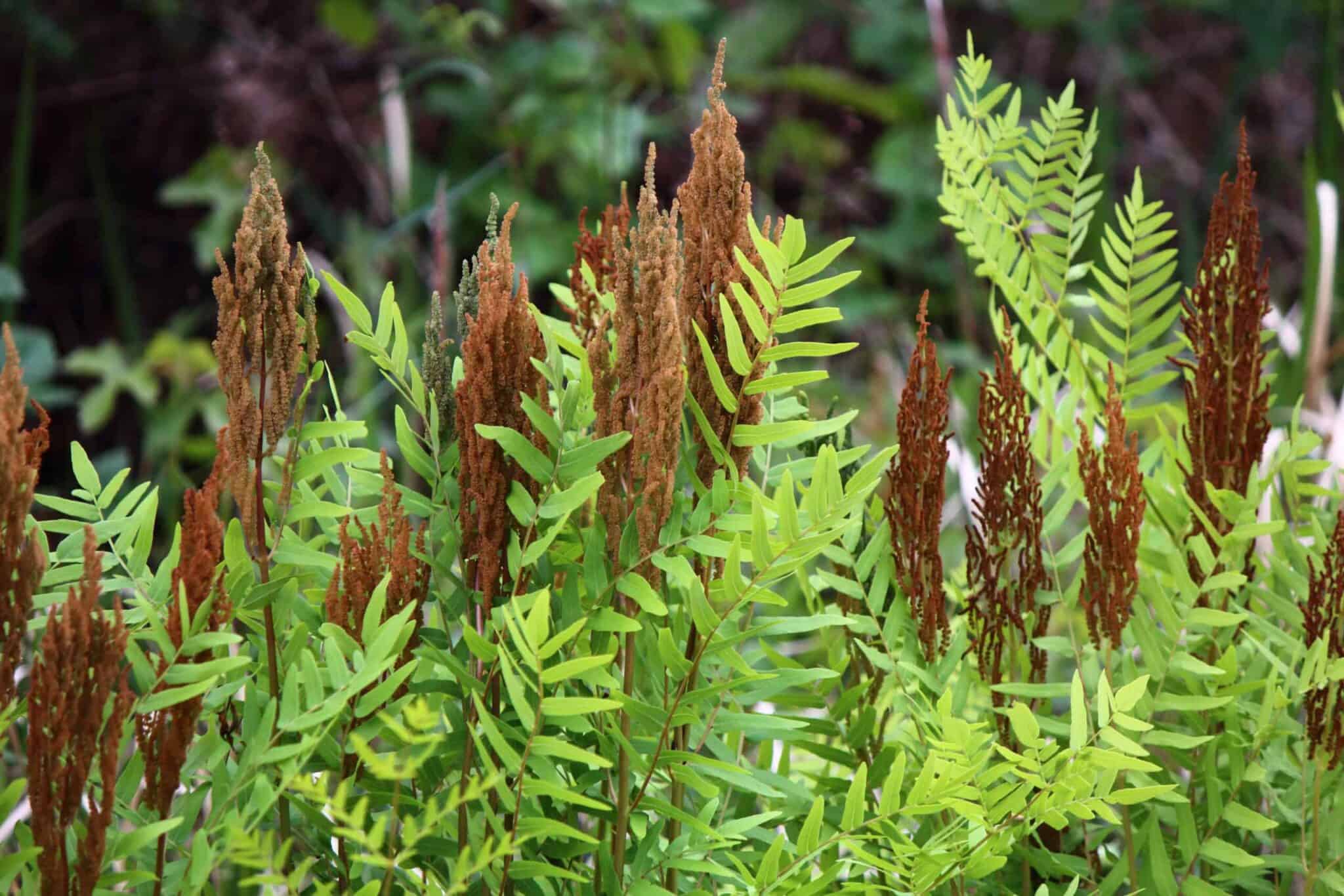 13 Common Native Ferns Of Washington & Oregon (With Pics)