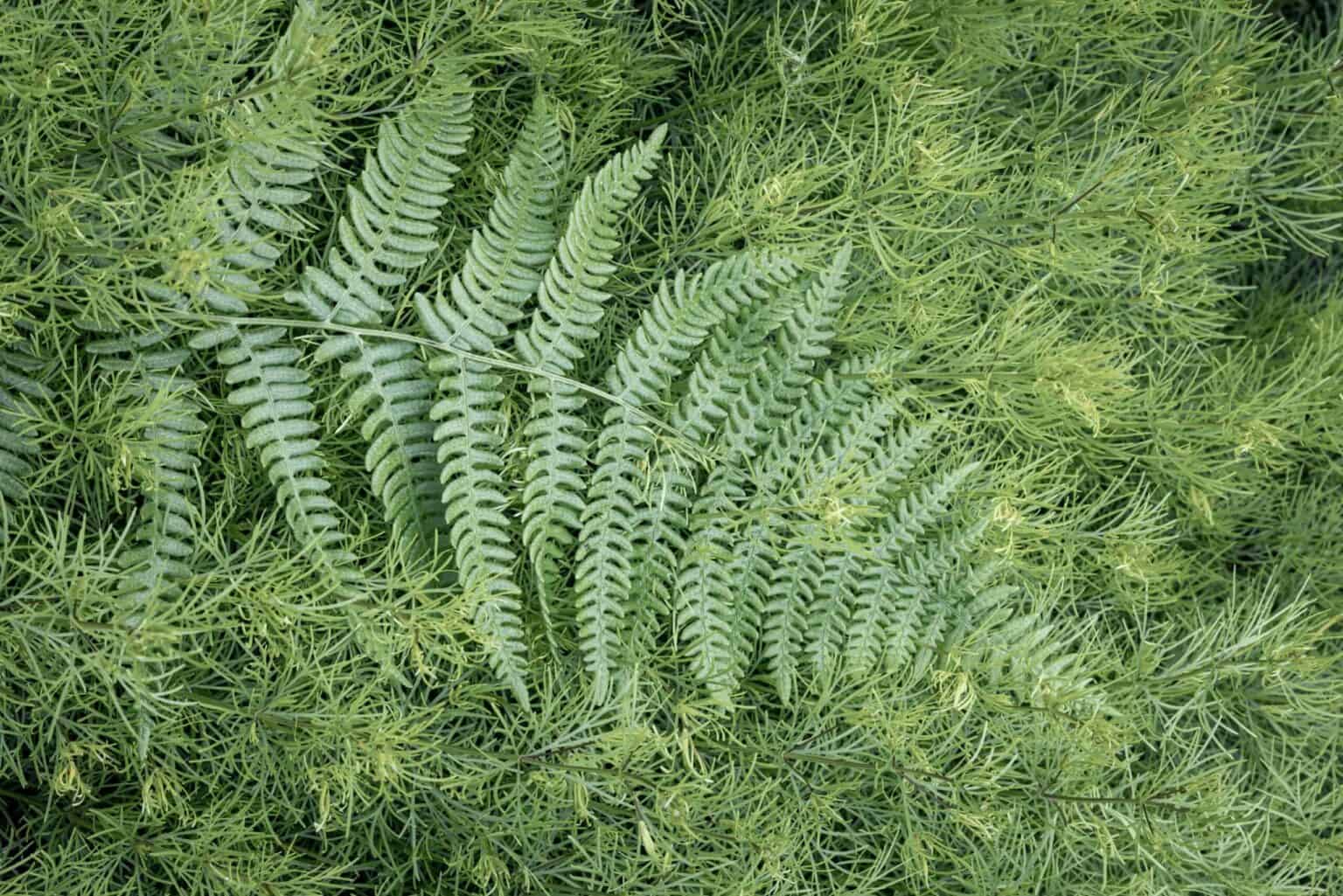13 Common Native Ferns Of Washington & Oregon (With Pics)