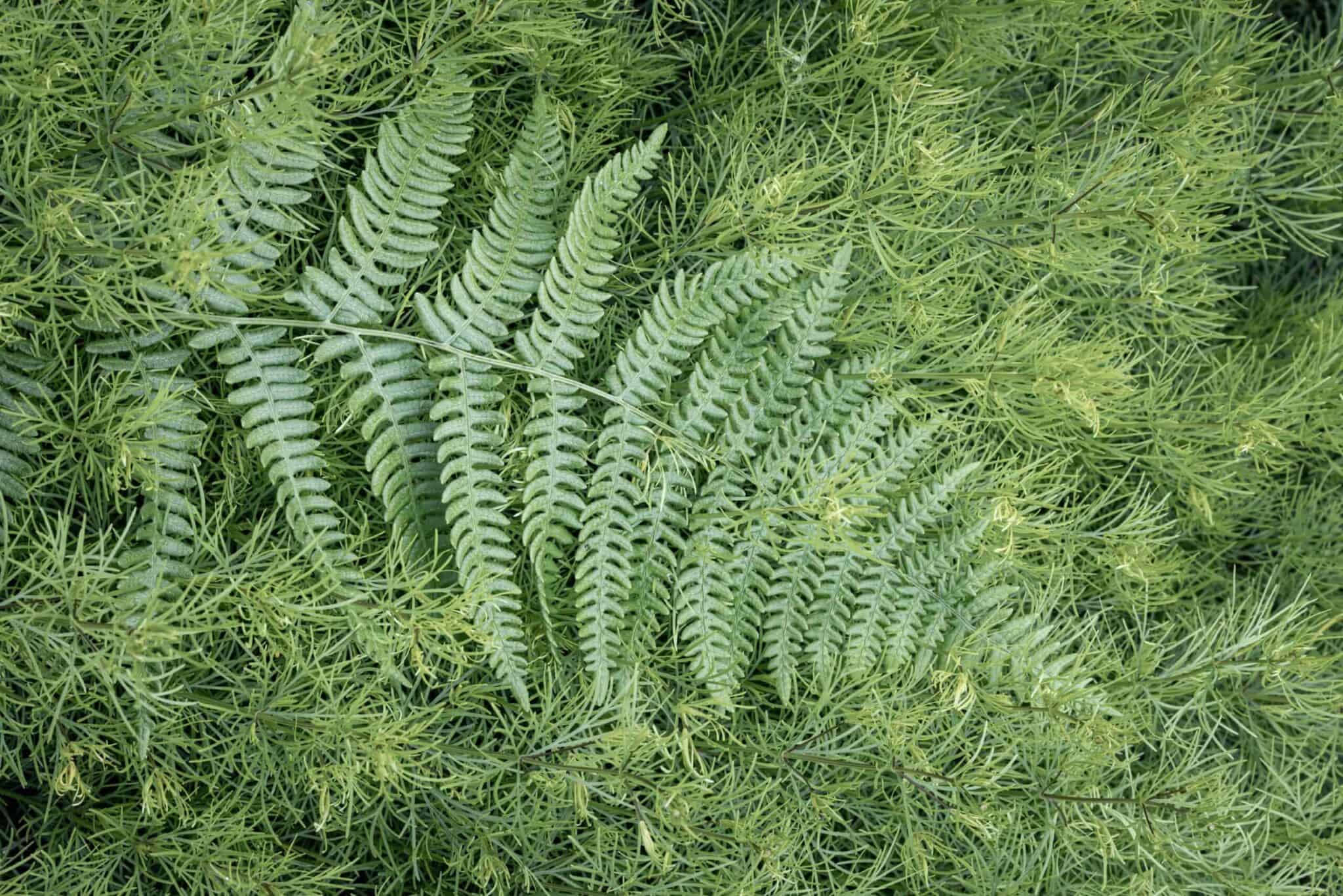 13 Common Native Ferns Of Washington & Oregon (With Pics)
