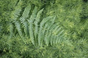 13 Common Native Ferns Of Washington & Oregon (With Pics)