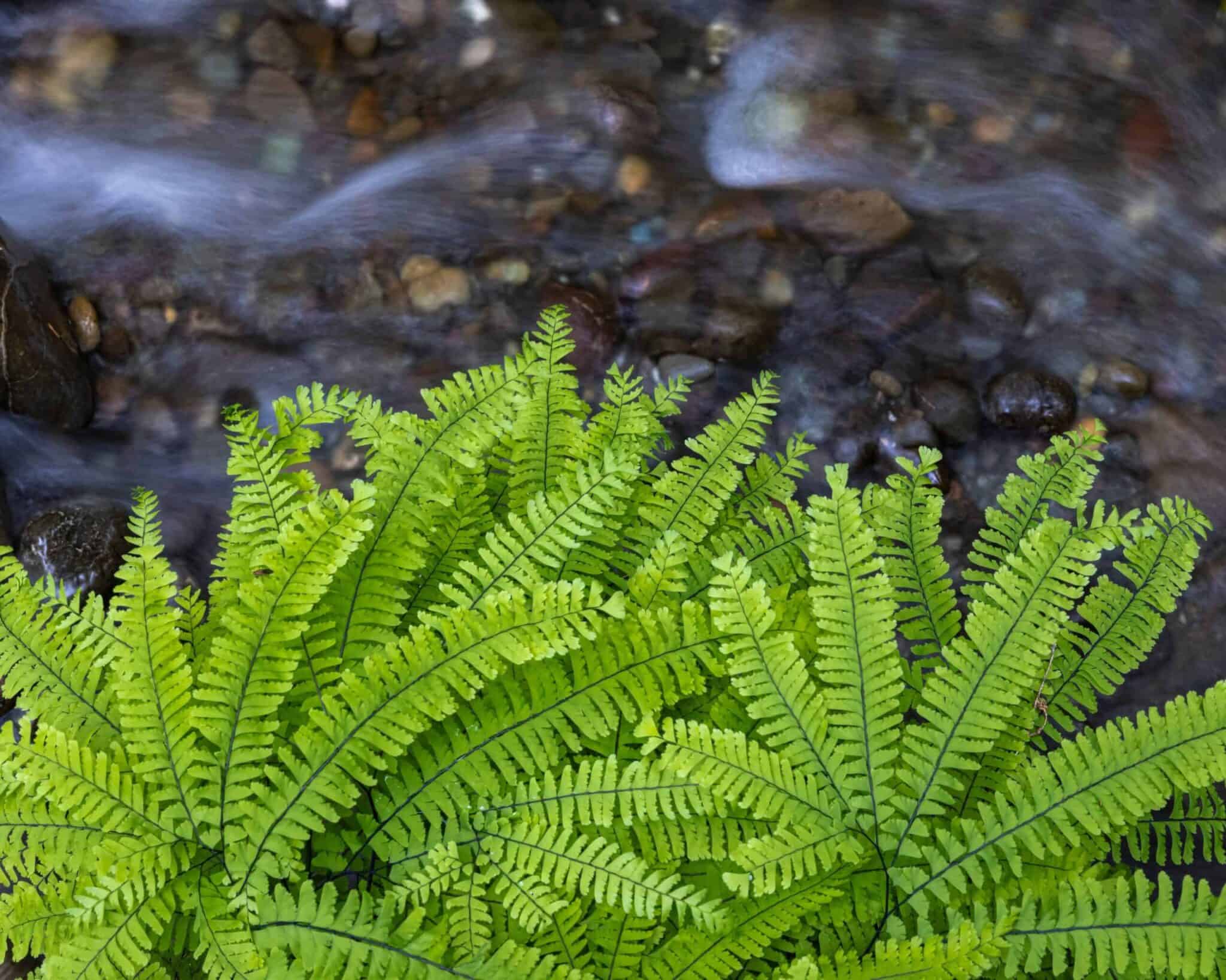 13 Common Native Ferns Of Washington & Oregon (With Pics)