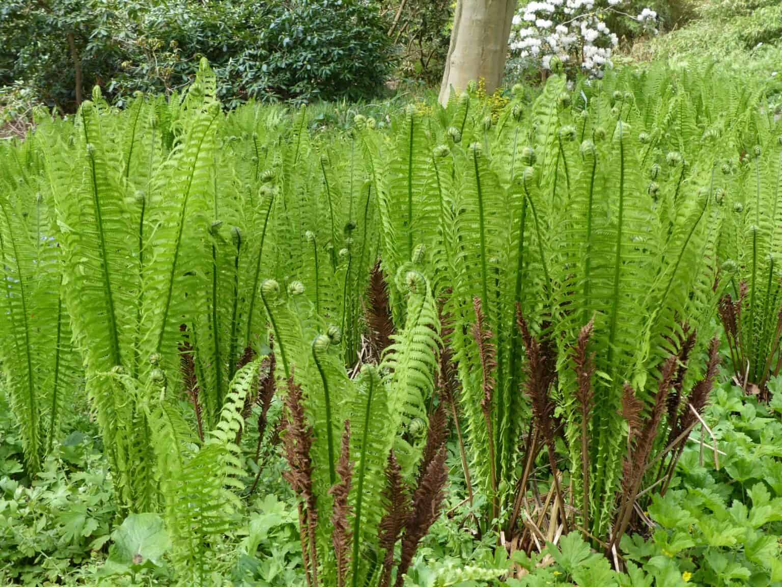 13 Common Native Ferns Of Washington & Oregon (With Pics)
