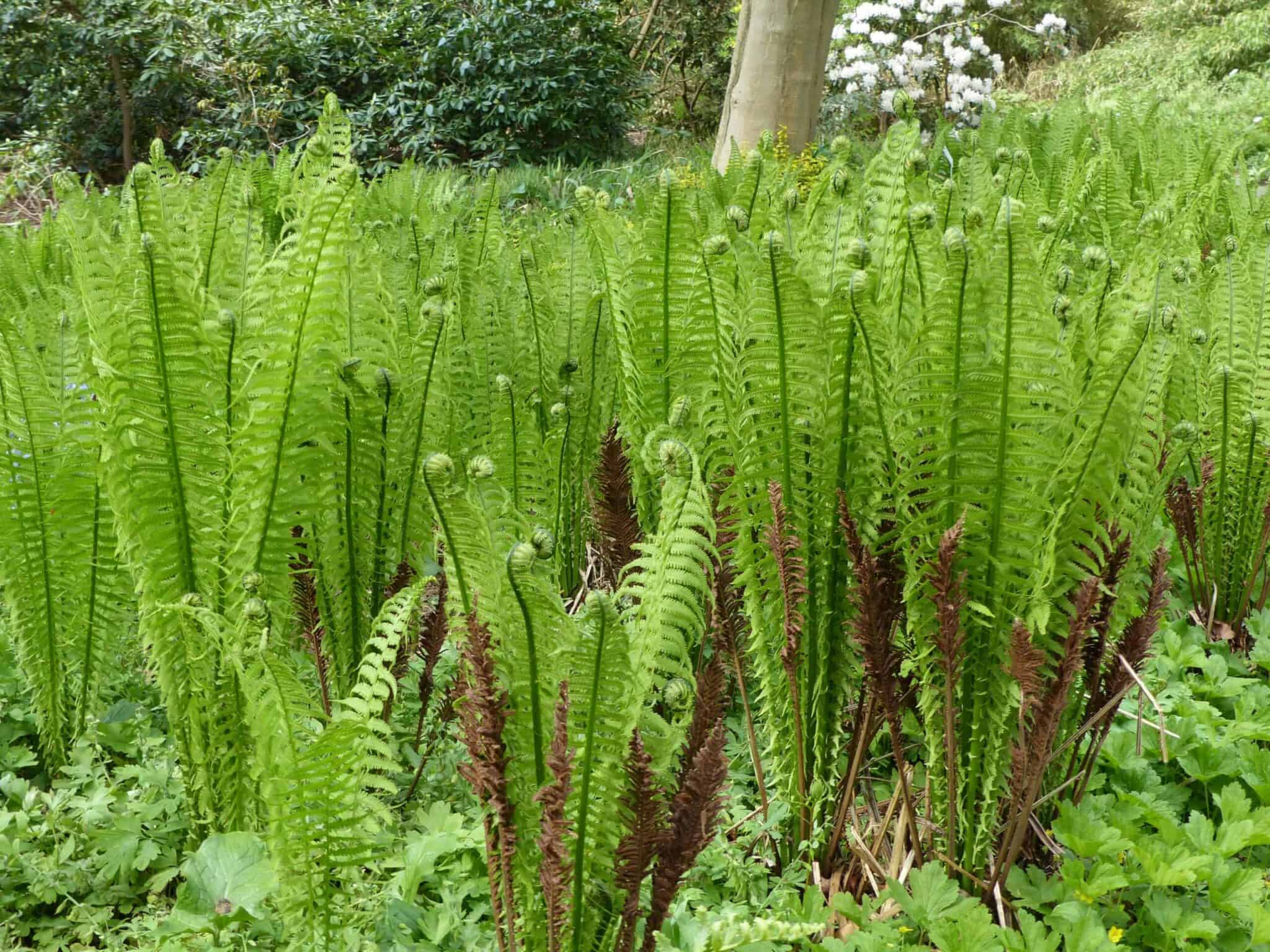 13 Common Native Ferns Of Washington & Oregon (With Pics)