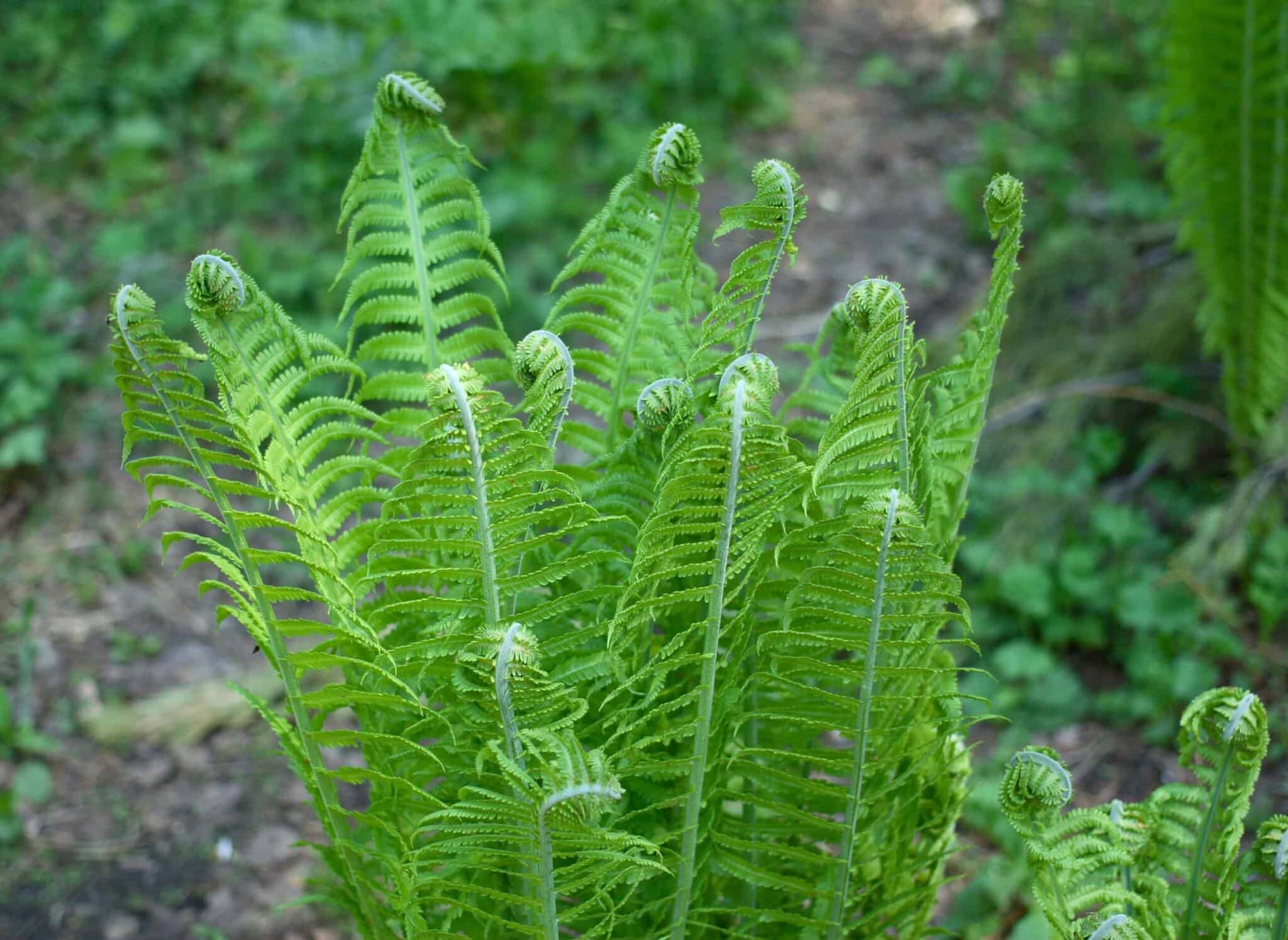 13 Common Native Ferns Of Washington & Oregon (With Pics)