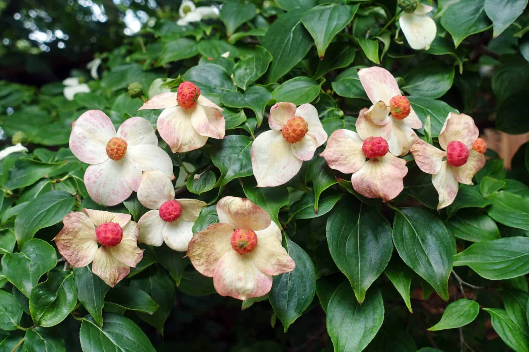 20 Plants Native To The PNW (Perfect For Your Yard & Garden)