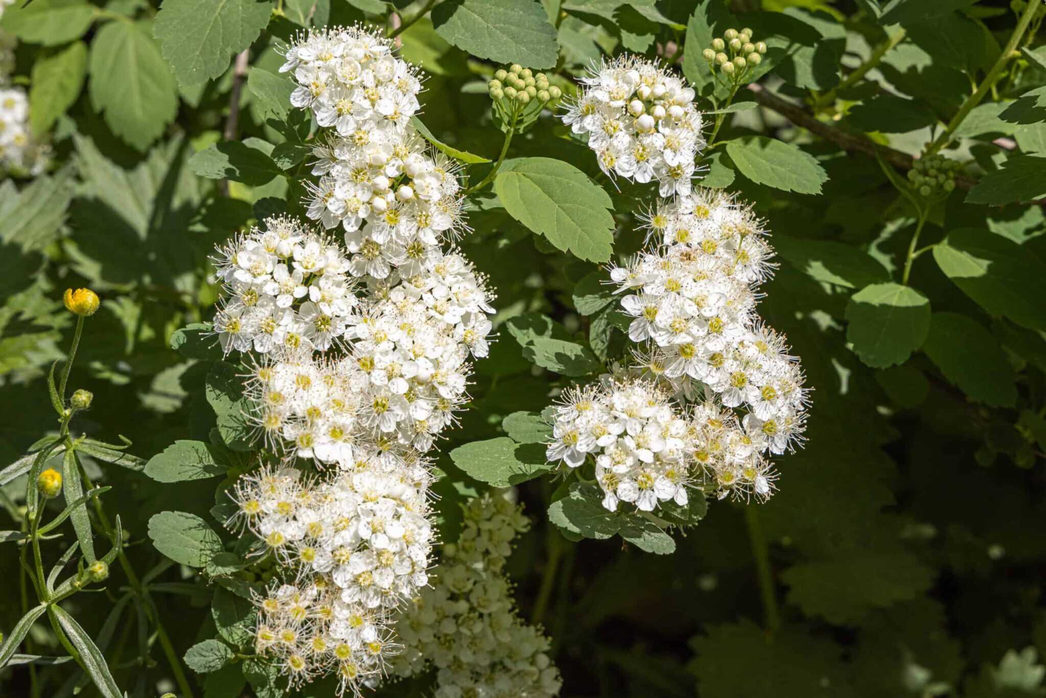 20 Plants Native To The PNW (Perfect For Your Yard & Garden)