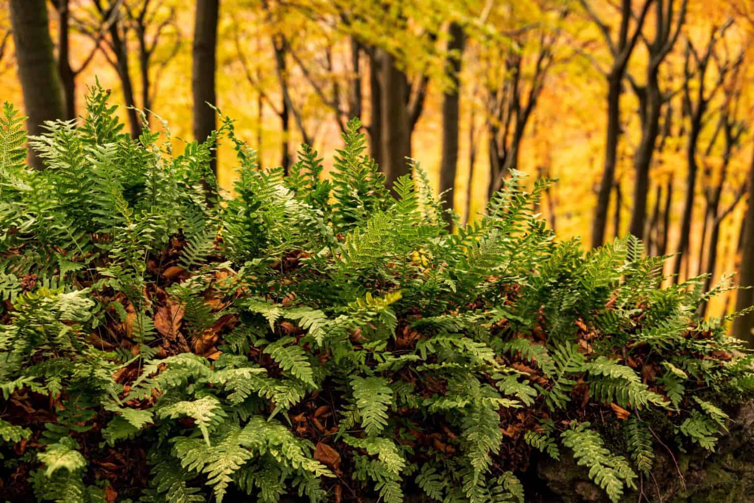 13 Common Native Ferns Of Washington & Oregon (With Pics)