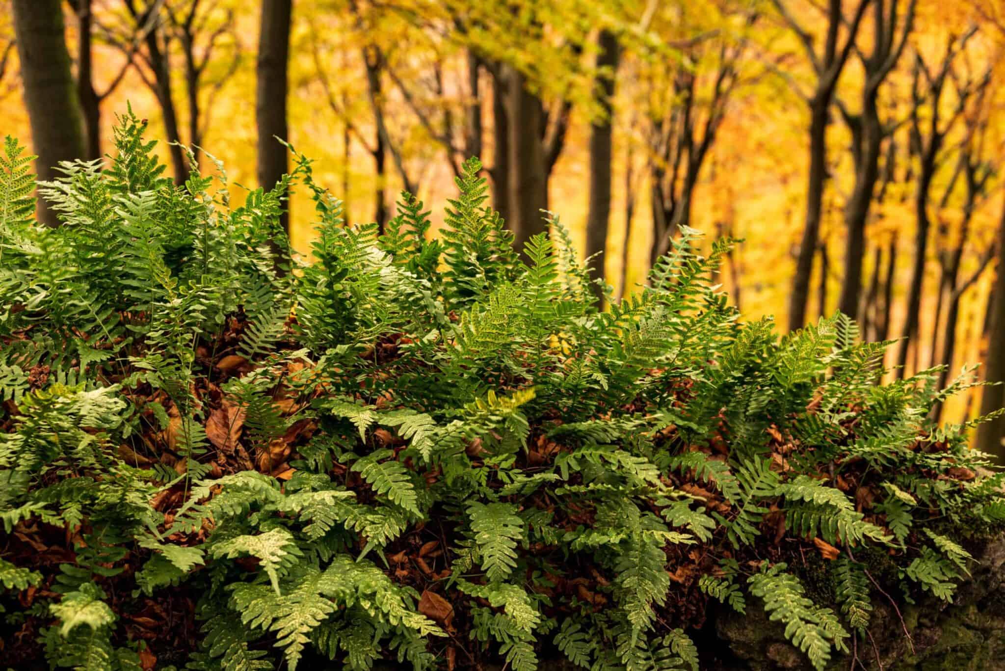13 Common Native Ferns Of Washington & Oregon (With Pics)