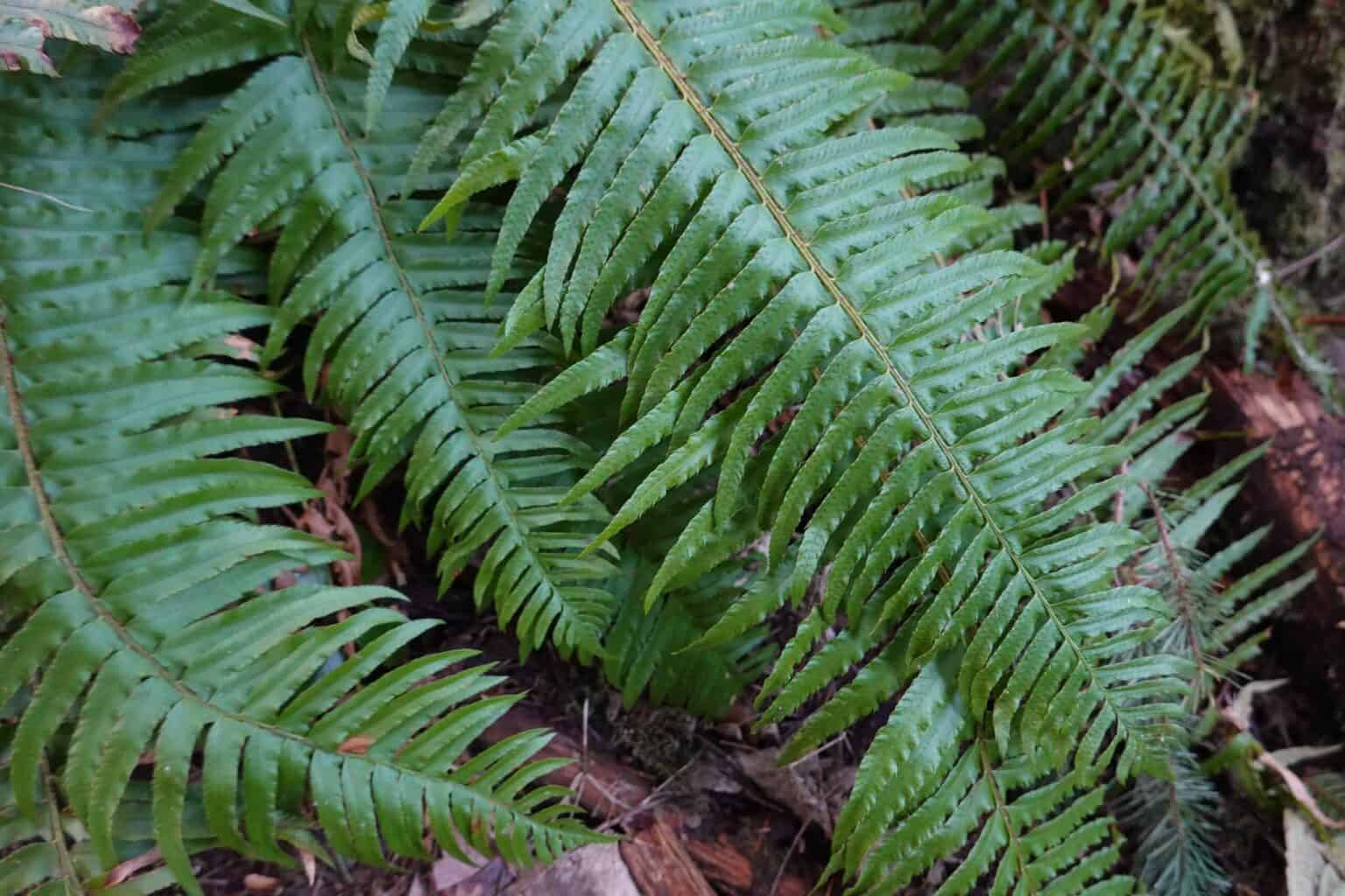 13 Common Native Ferns Of Washington & Oregon (With Pics)