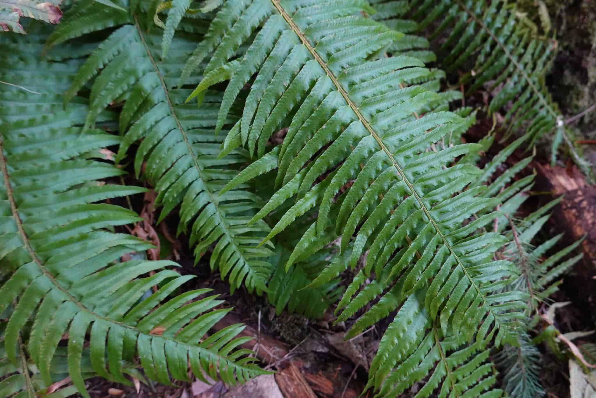 13 Common Native Ferns Of Washington & Oregon (With Pics)