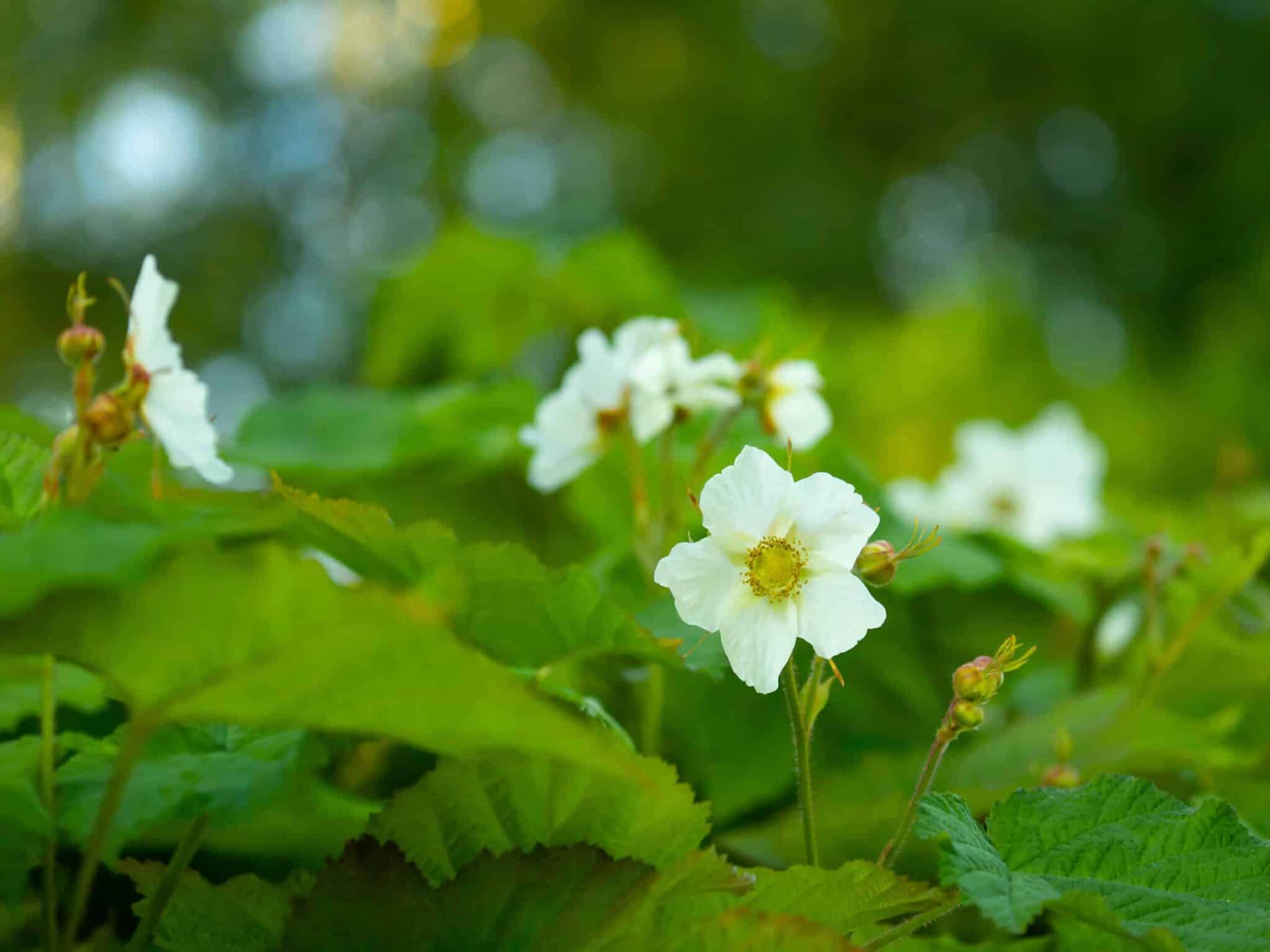 20 Plants Native To The PNW (Perfect For Your Yard & Garden)