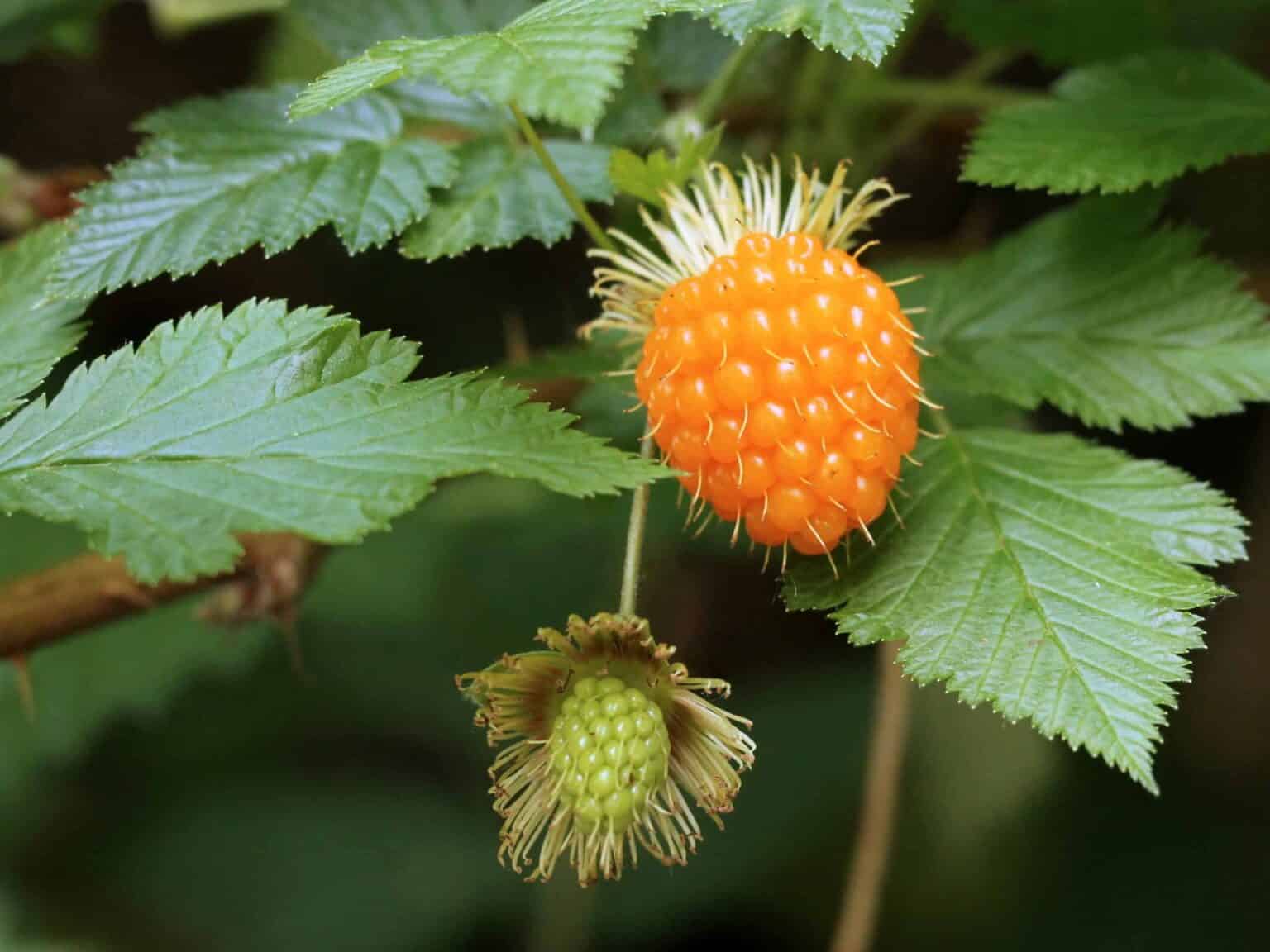 20 Plants Native To The PNW (Perfect For Your Yard & Garden)