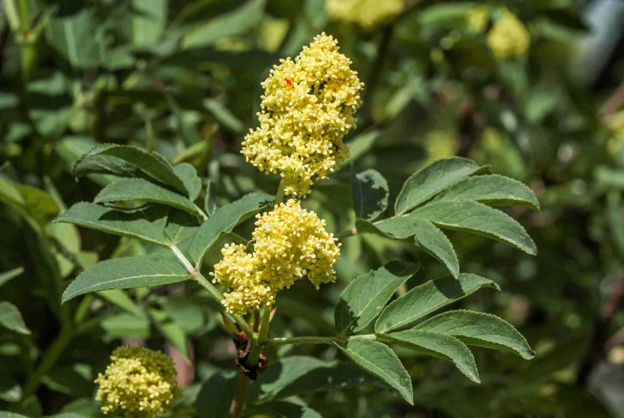 20 Plants Native To The PNW (Perfect For Your Yard & Garden)