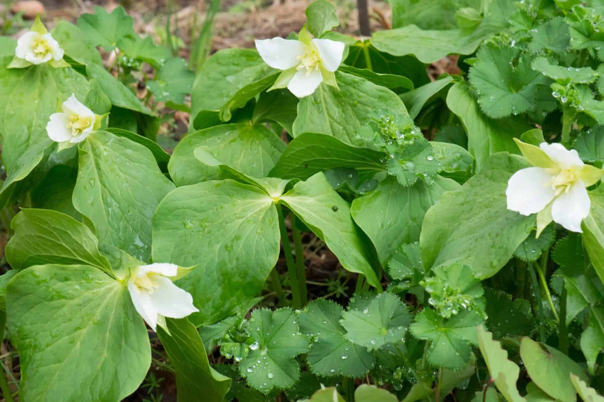 20 Plants Native To The PNW (Perfect For Your Yard & Garden)