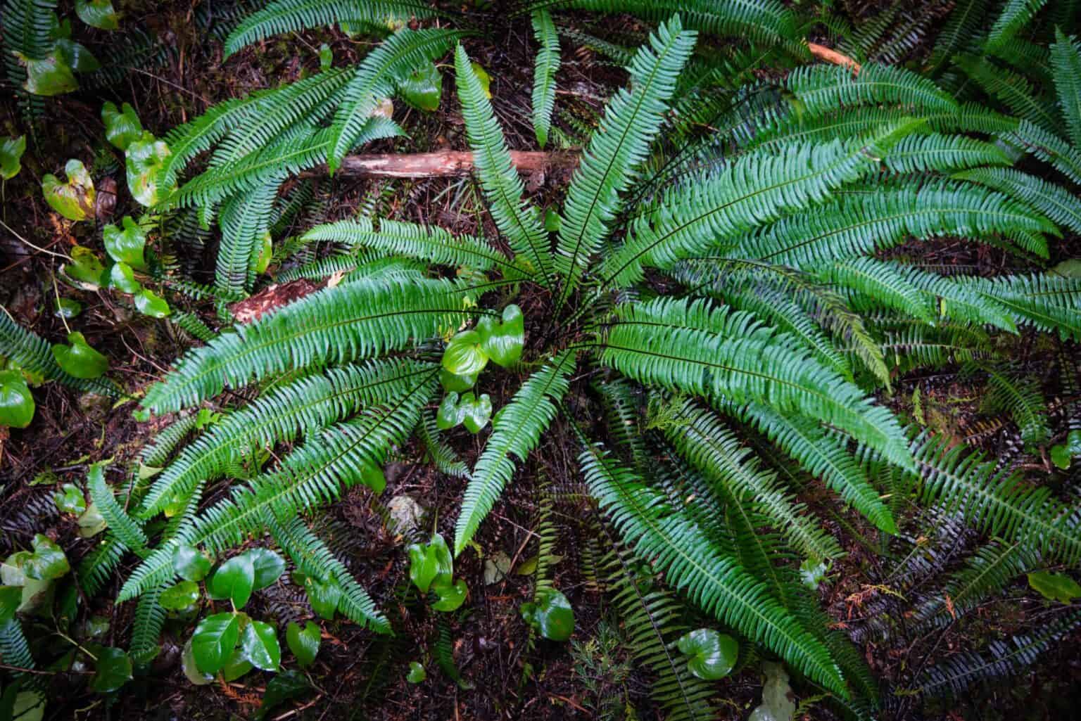 13 Common Native Ferns Of Washington & Oregon (With Pics)