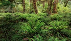 13 Common Native Ferns Of Washington & Oregon (With Pics)