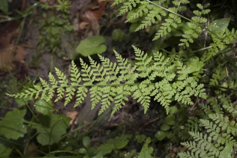 13 Common Native Ferns Of Washington & Oregon (With Pics)