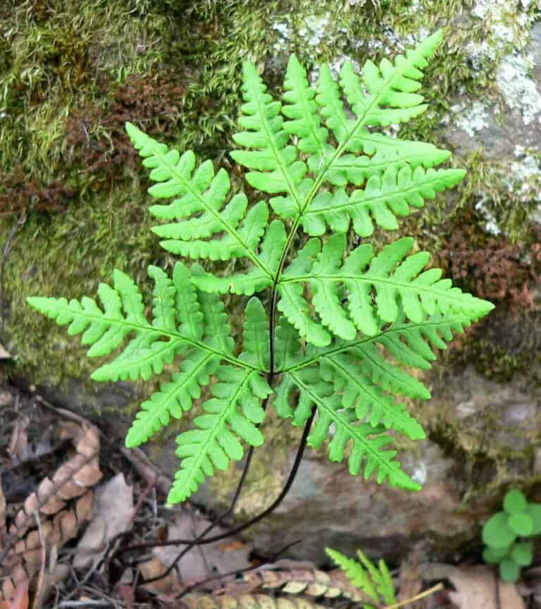 13 Common Native Ferns Of Washington & Oregon (With Pics)